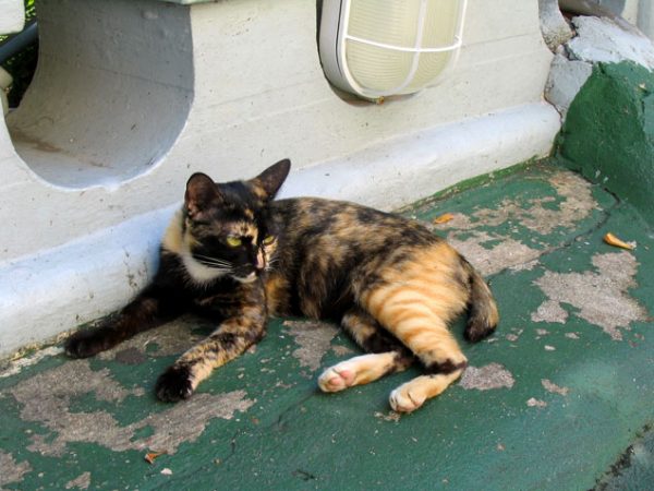 Gato mezclado (Tailandia) Curiosidades - Volando Voy Viajes