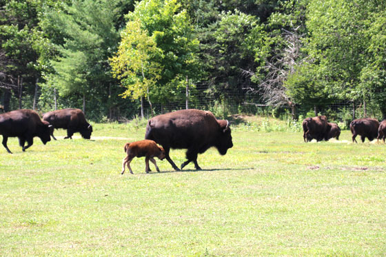 Omega Park (Montebello) Donde ver animales en Canadá con niños
